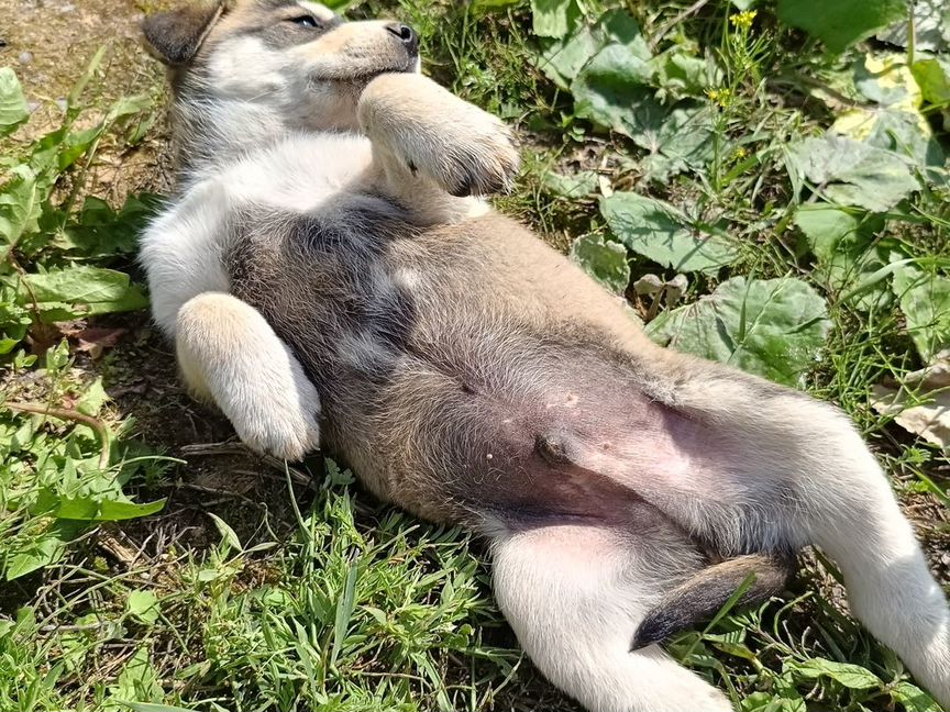 Щенок пастух/хаски