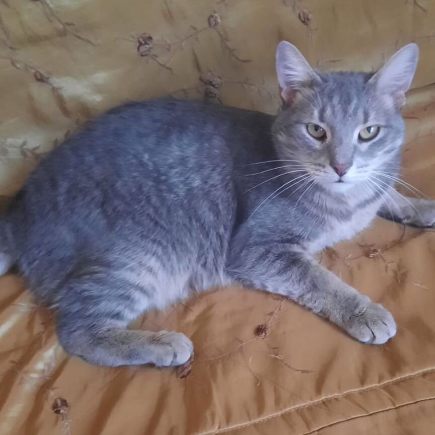 Котик