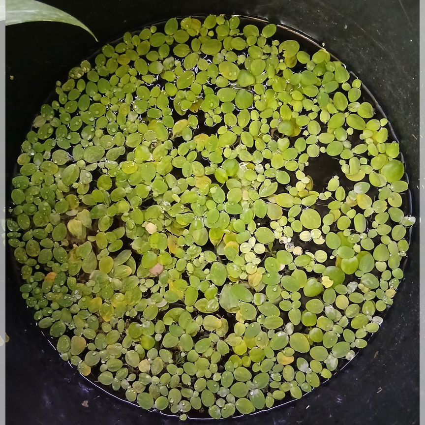 Аувариумные растения