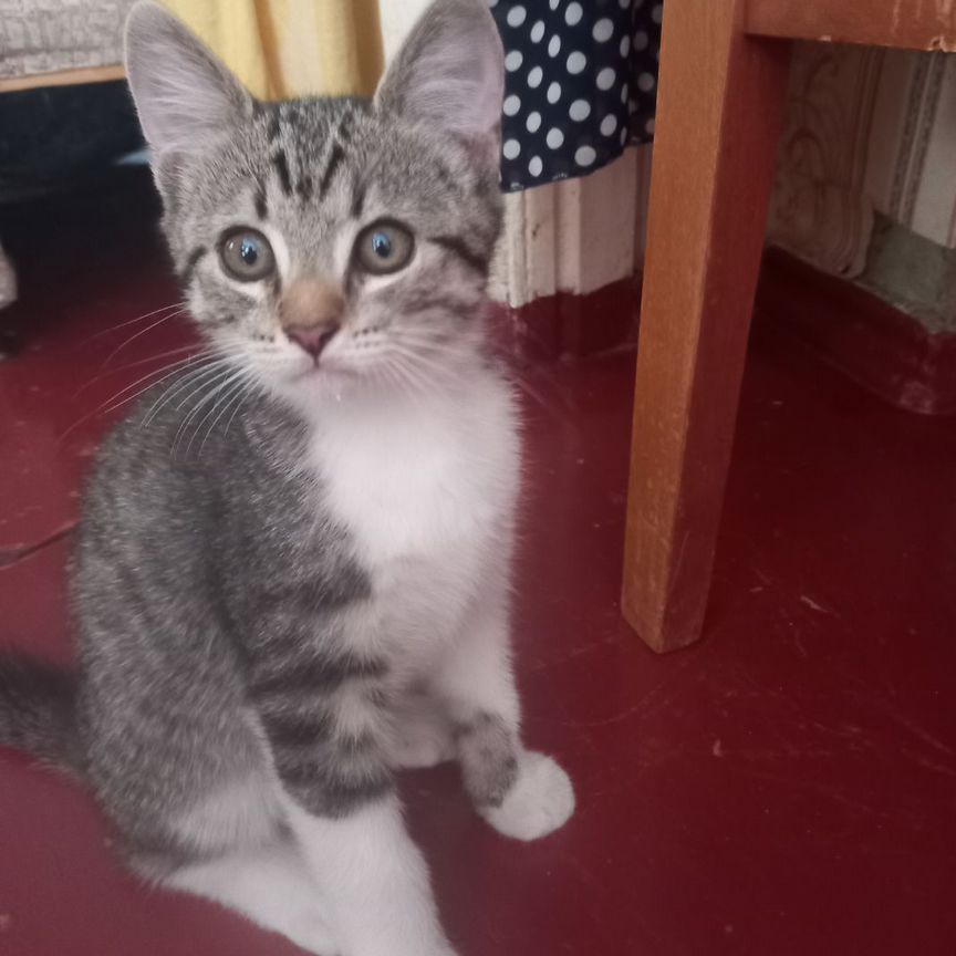 Котенок