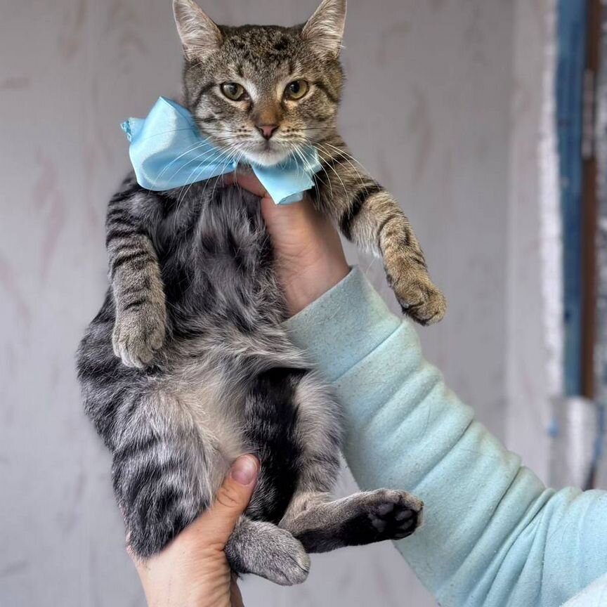 Спасённый котик ищет дом