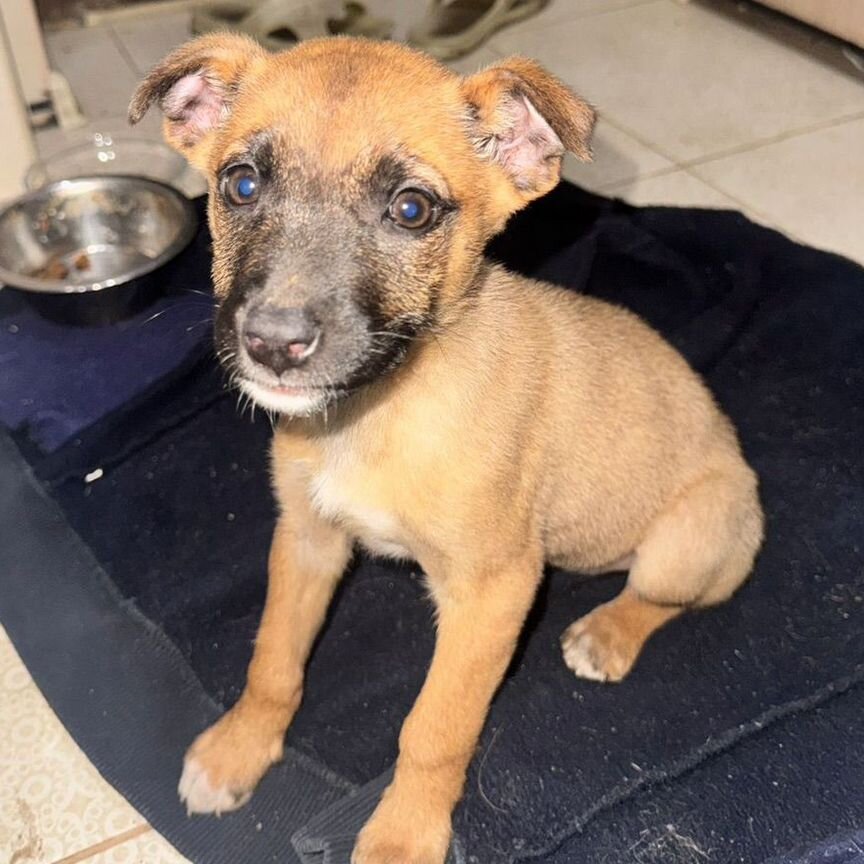 Нашли щенка