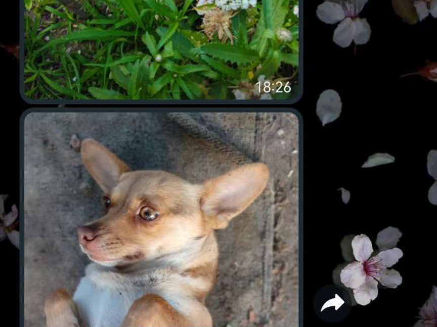 Ищем жениха прекрасной даме)