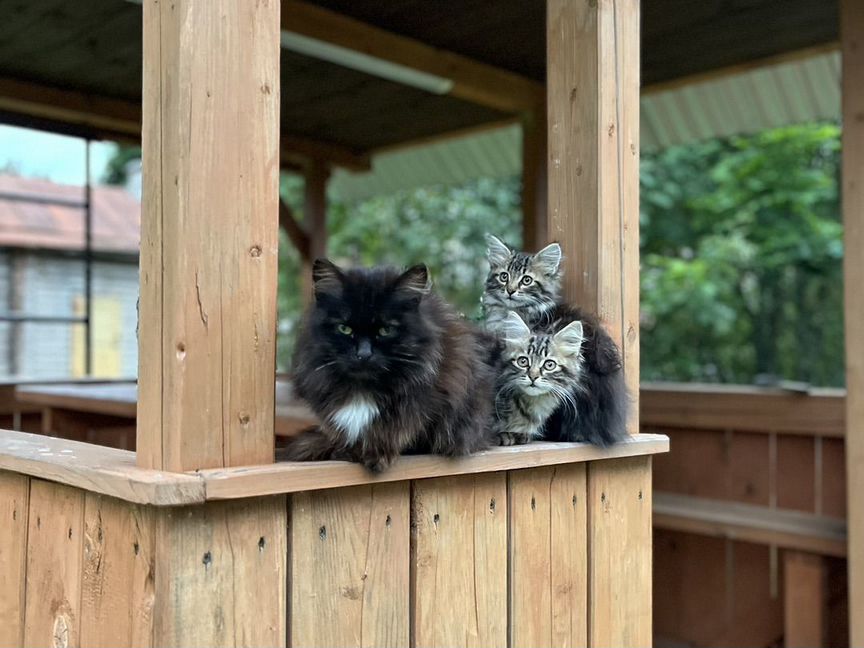 Котята в добрые руки