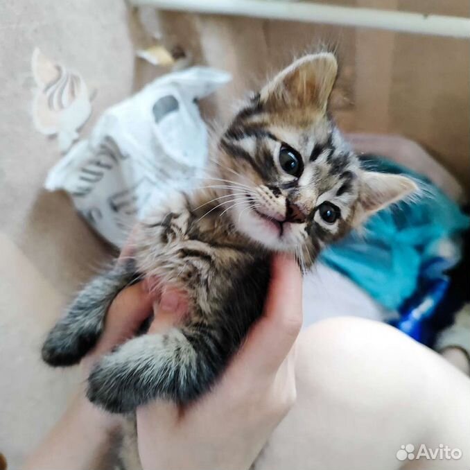 Кот Боня в добрые руки