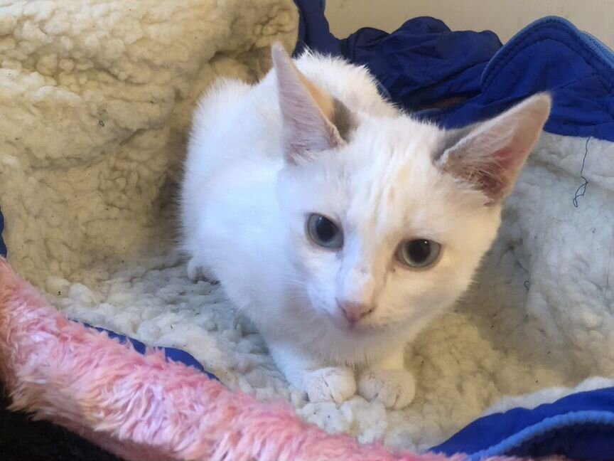 Кошечка голубоглазая трехцветочка