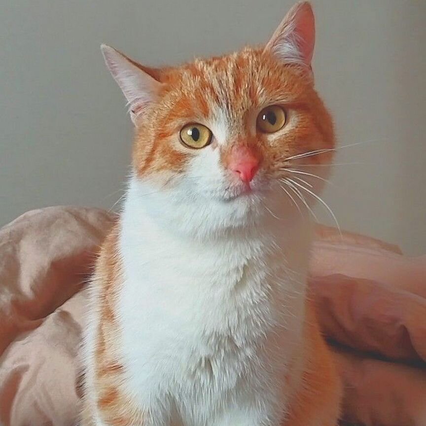 Котенка подобрали на даче