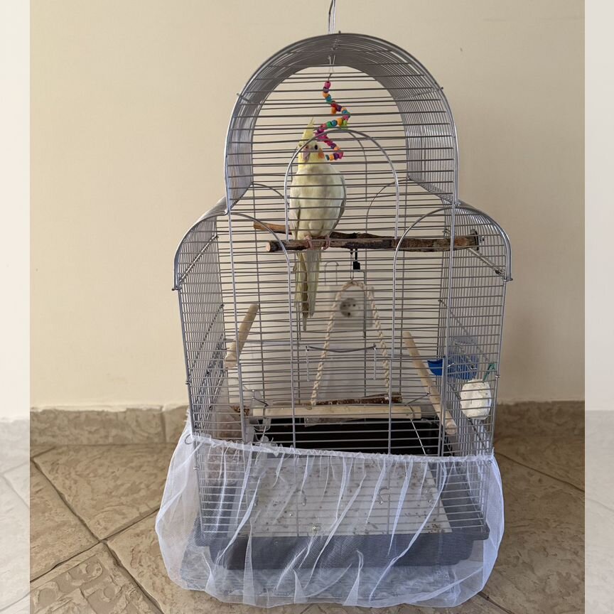 Попугай Корелла с клеткой