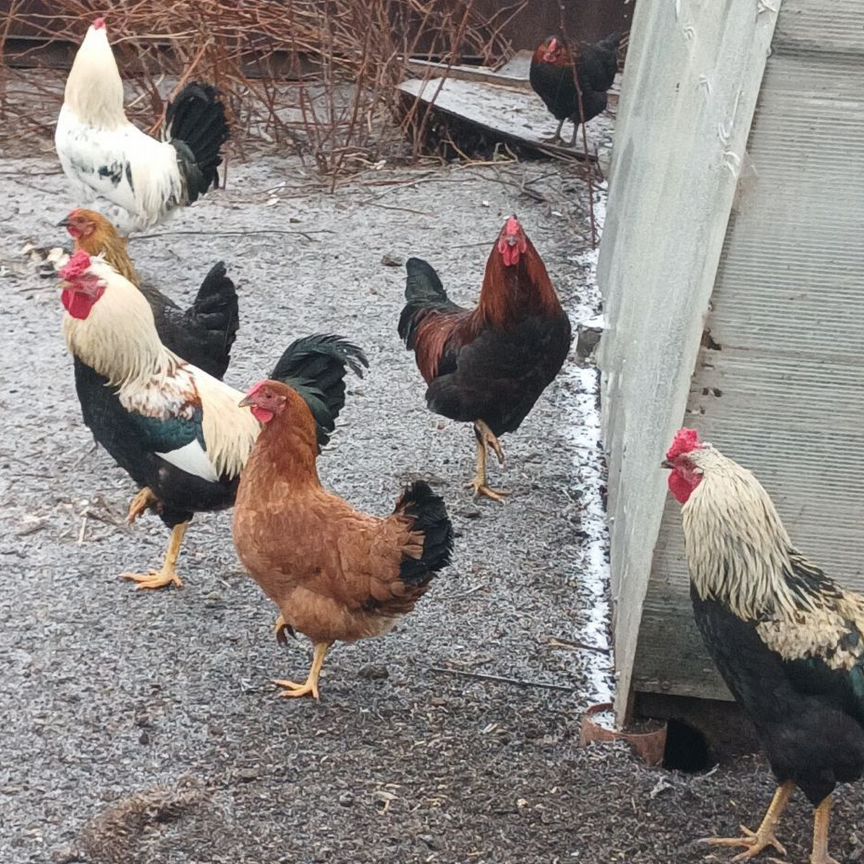 Молодые петухи домашние