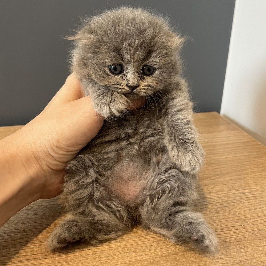 Шотландский вислоухий длинношёрстный котёнок