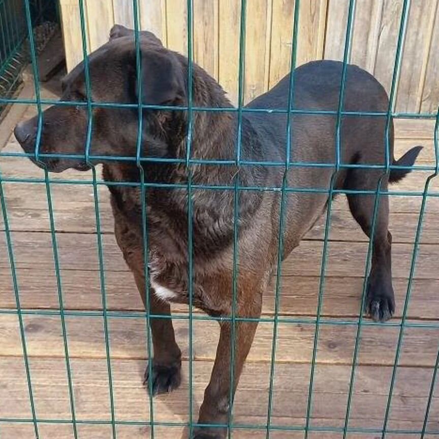 Взрослая собака в добрые руки