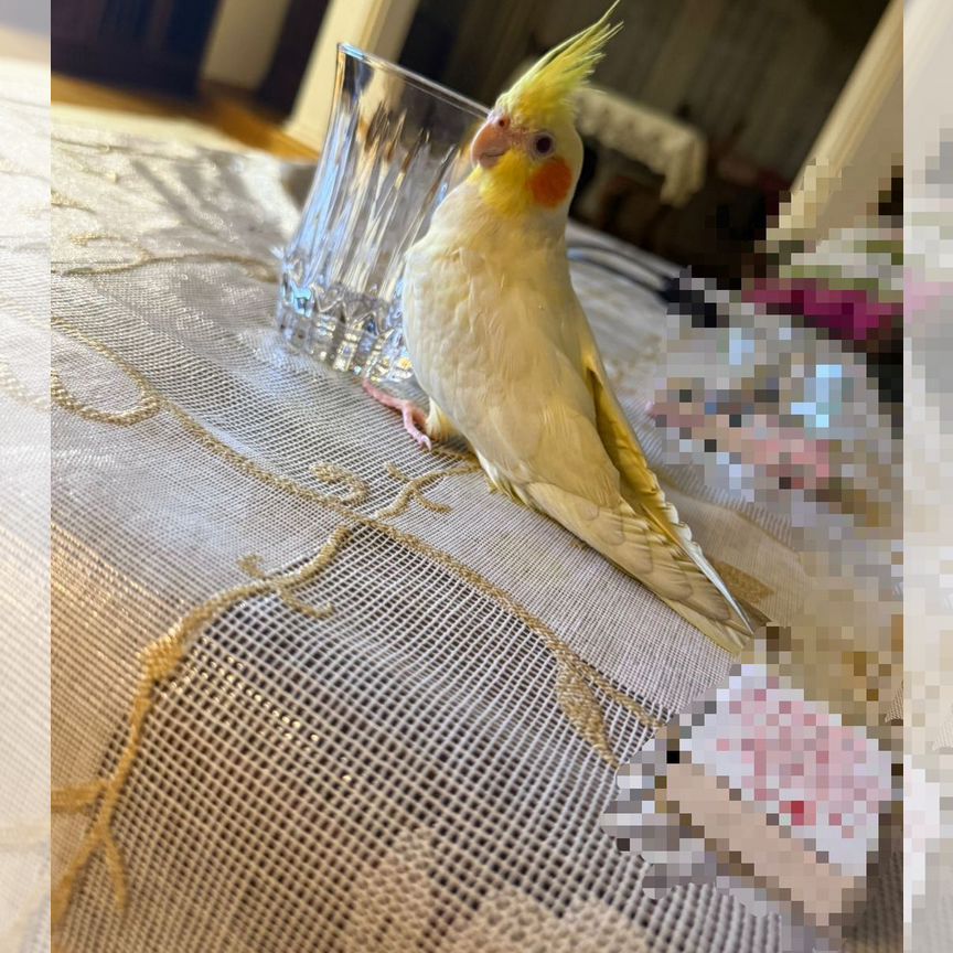 Попугай корелла