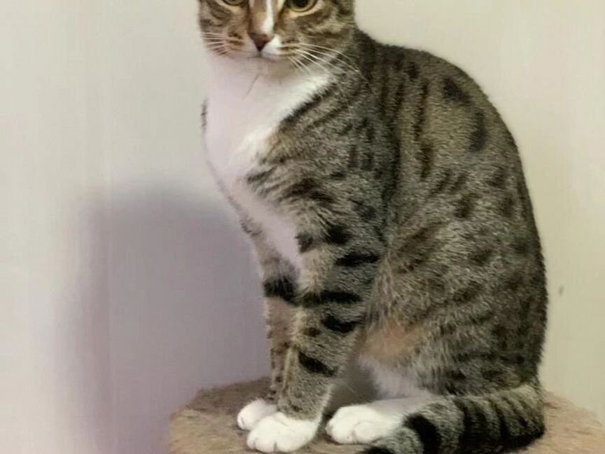 Красавчик орфей