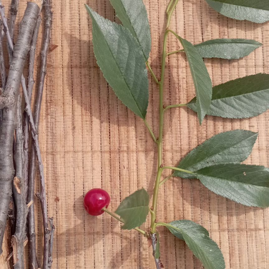 Палочки для грызунов