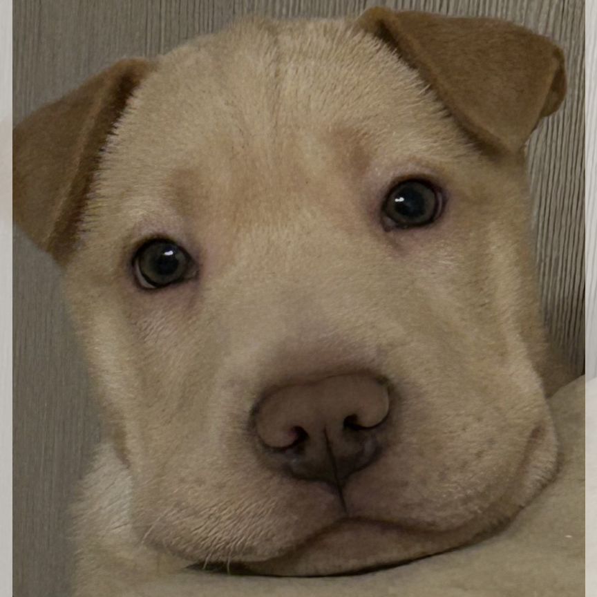 Шарпей, щенок