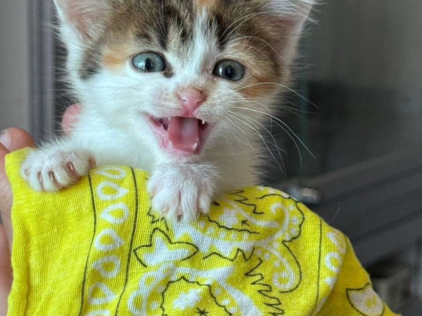 Котята ищут дом
