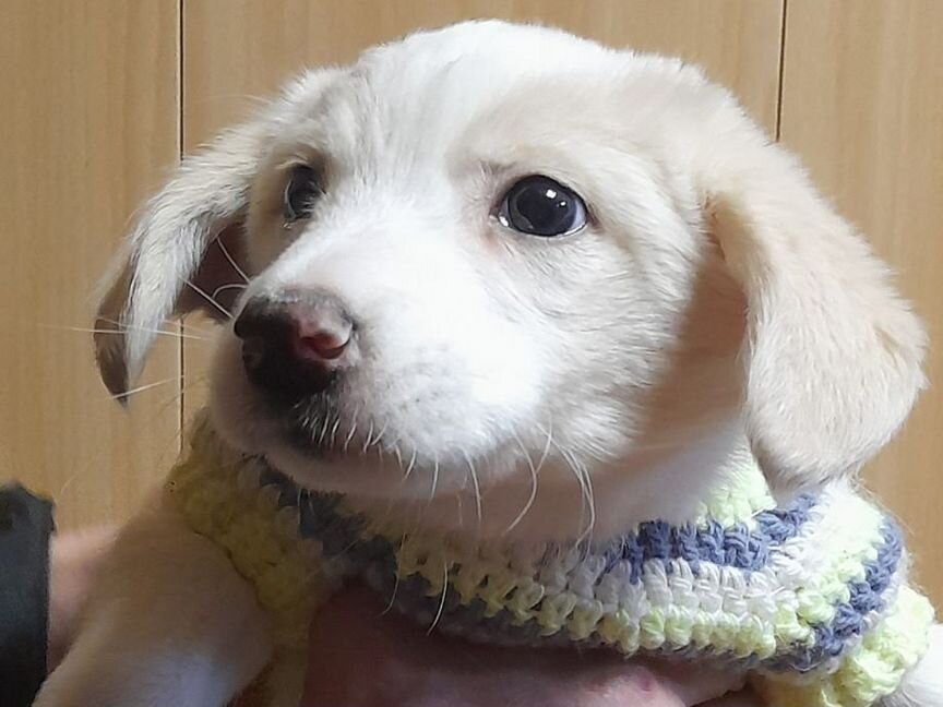 Банди ищет дом