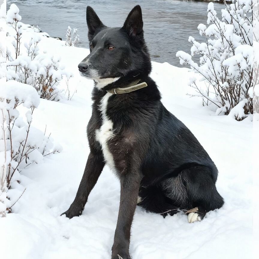 Взрослая собака в добрые руки