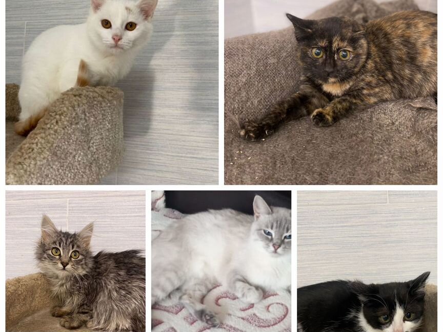 Котята,кошки,котики в добрые руки