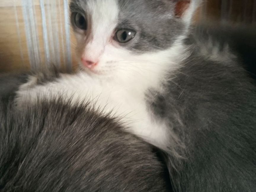 Котенок Пятнышко