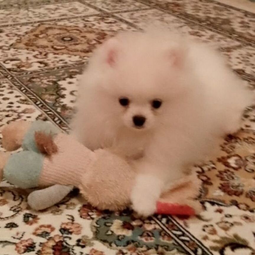 Померанский шпиц, щенок