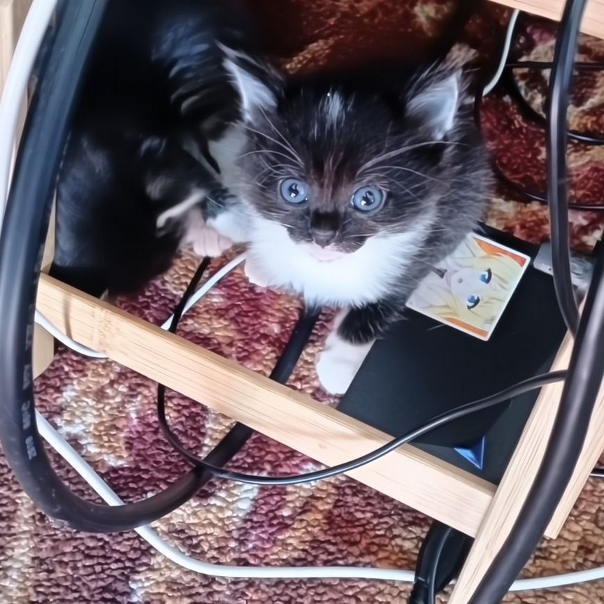 Котёнок от частного владельца