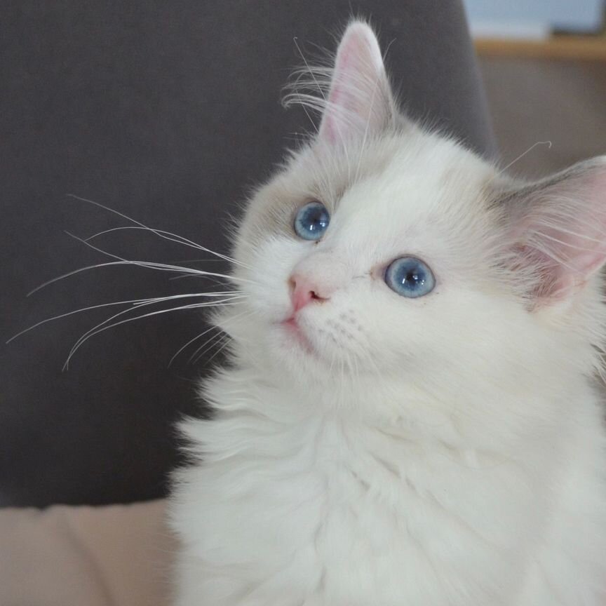 Белая кошечка регдолл