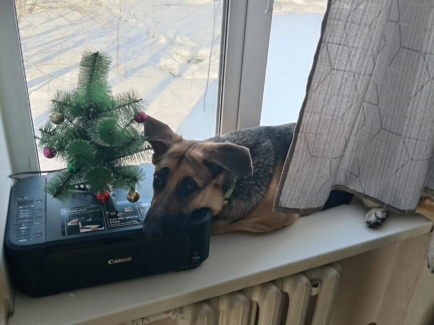 Отдам в добрые руки