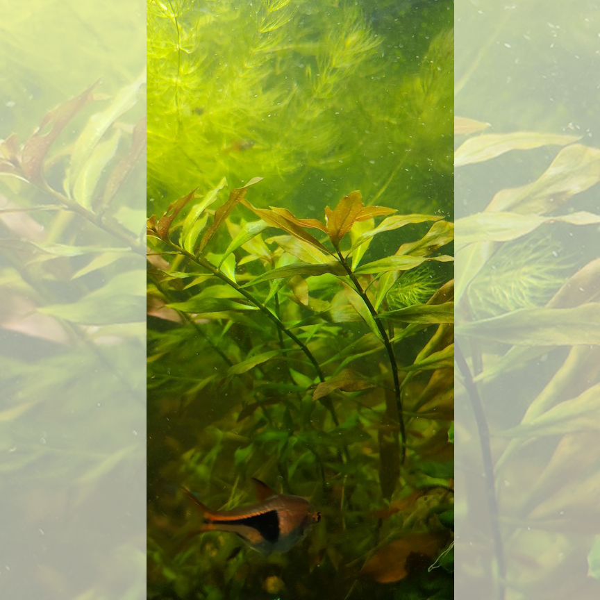 Аквариумное растение цена за все