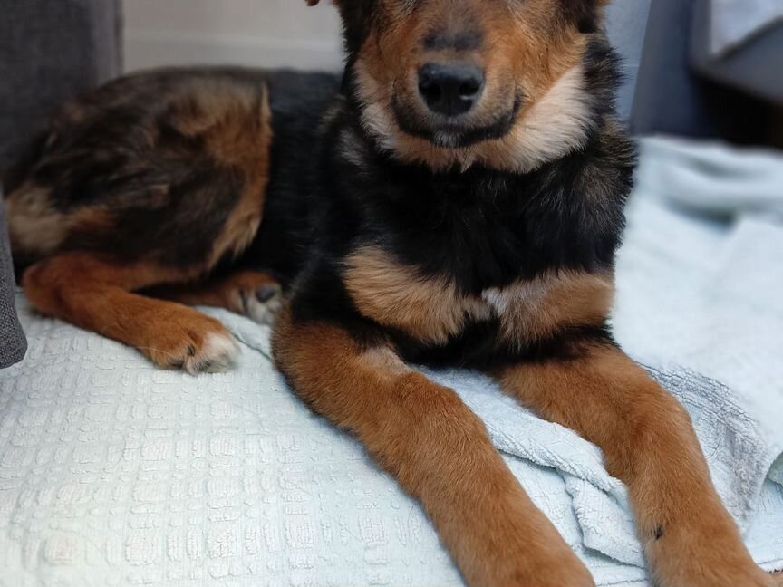 Девочка 4,5 мес, щенок, в добрые руки во двор