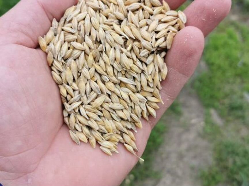 Ячмень для фуража