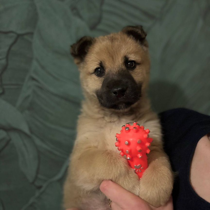 Щенок в добрые руки