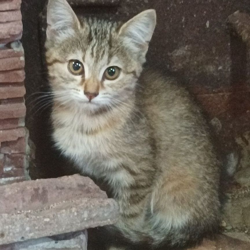 Котёнок в добрые руки