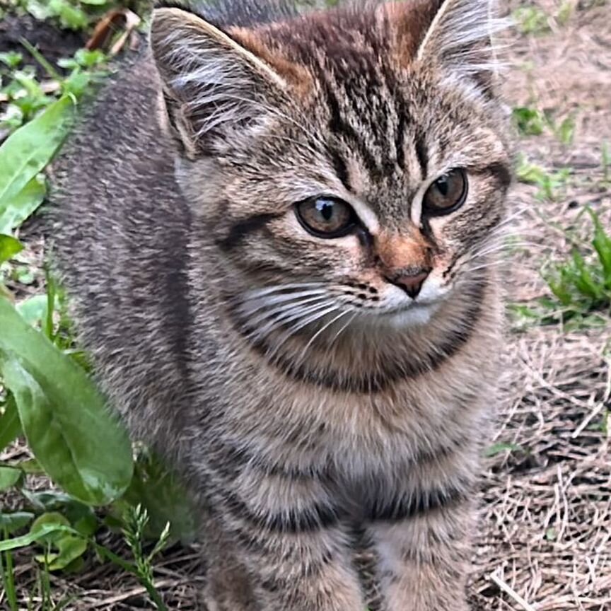 Отдам красивую кошечку