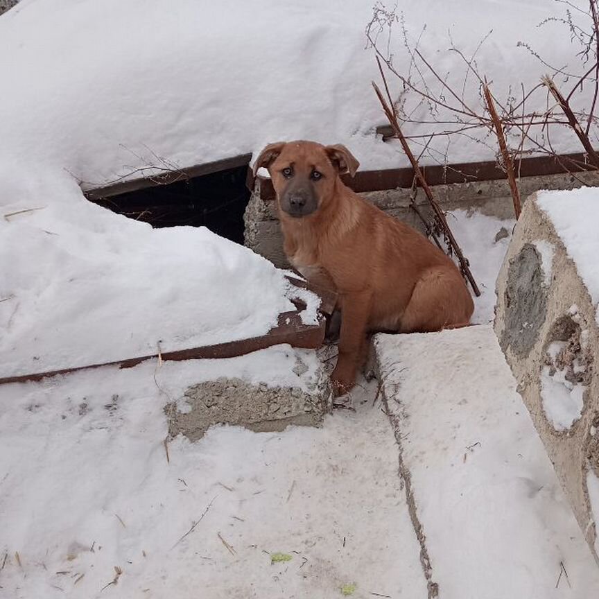 Щенок в добрые руки бесплатно