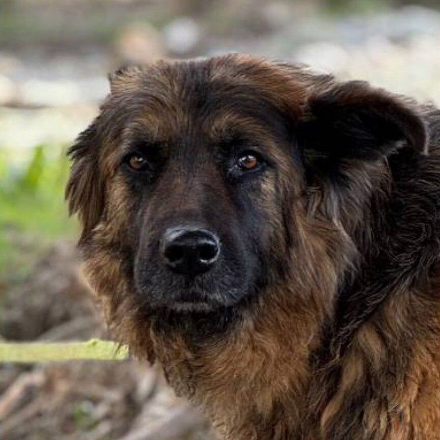 Немецкая овчарка в добрые руки