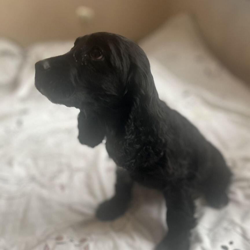 Английский кокер спаниель черный