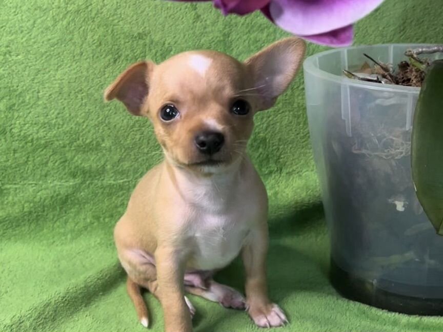 Щенки чихуахуа мини гладкошерстные