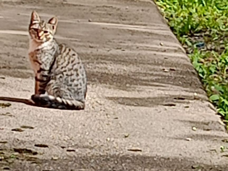 Котенок девочка