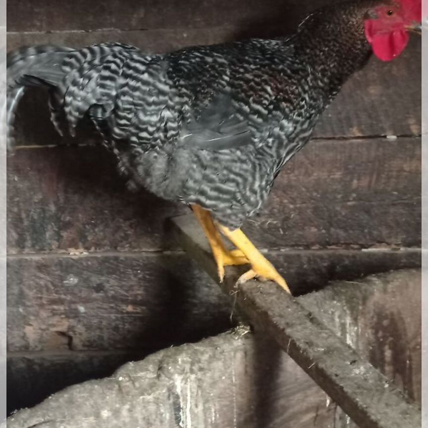 Молодые петухи