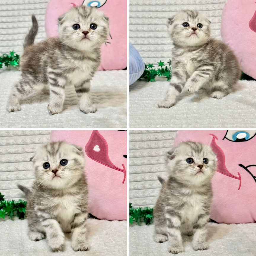 Шотландские котята