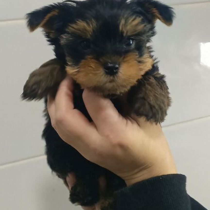 Йоркширский терьер, щенок