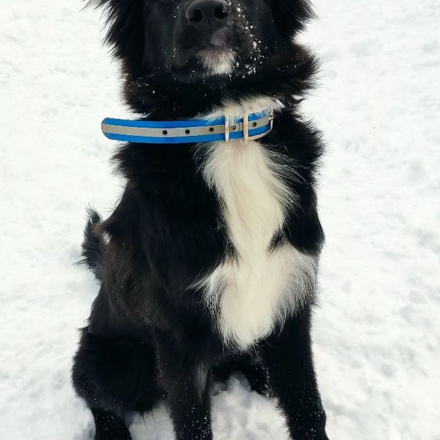 Бо швейцарская овчарка в миниатюре ищет дом