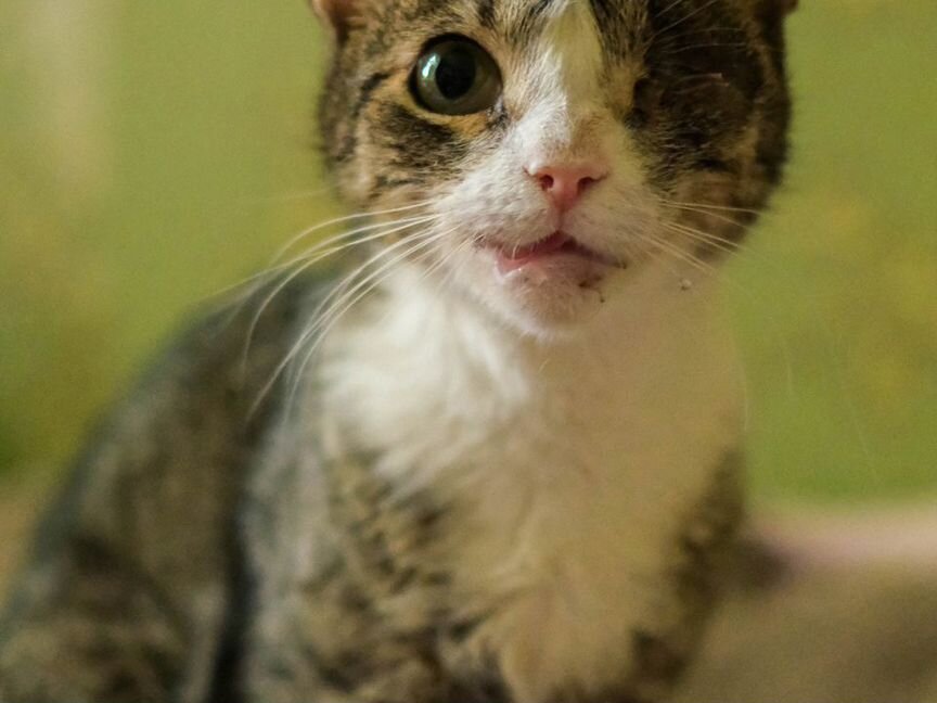 Спасенная кошечка Алекса из приюта ищет дом