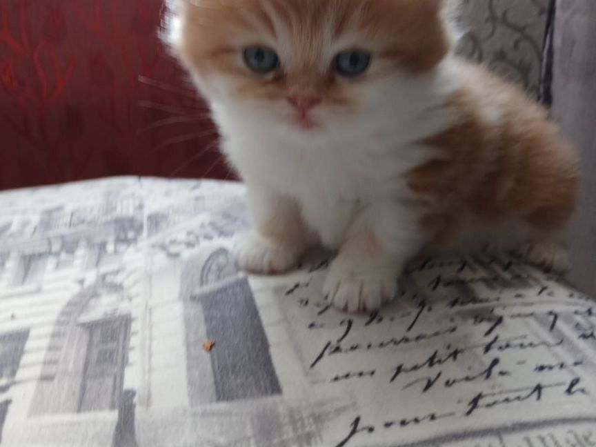 Котенок