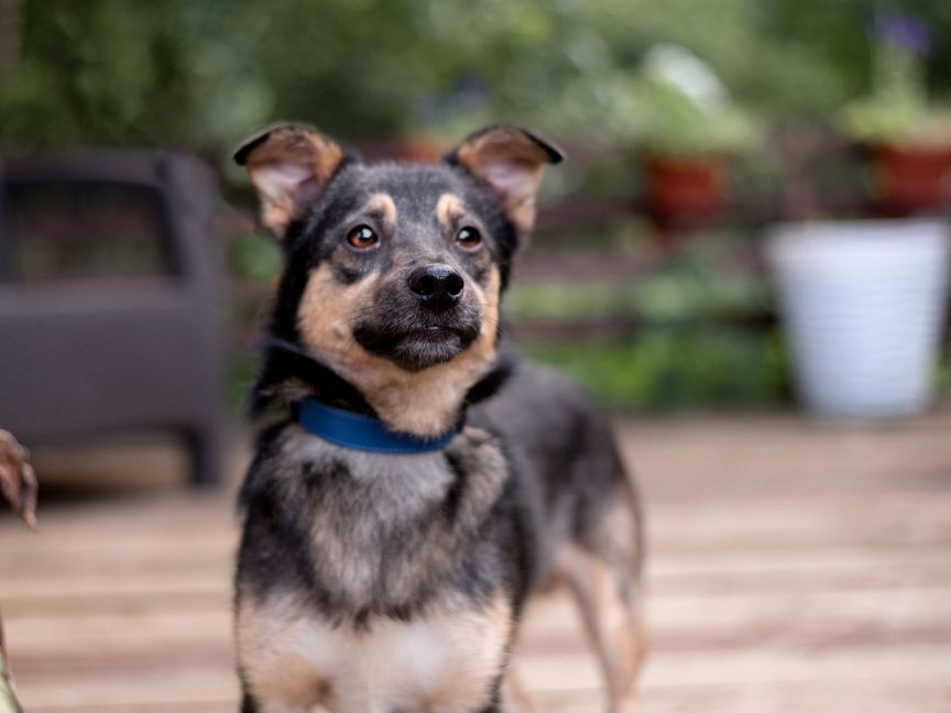 Коротколапик в добрые руки