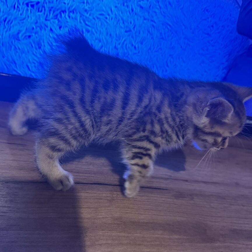 Курильский бобтейл короткошёрстный котёнок