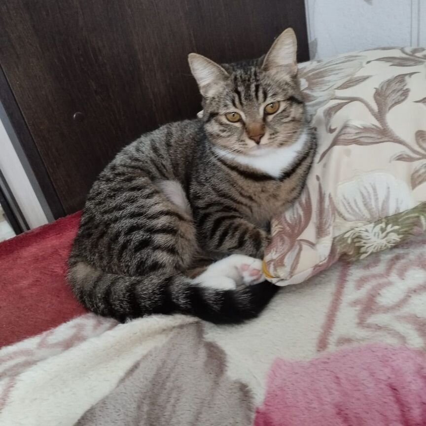 Стерилизованная, 8 мес