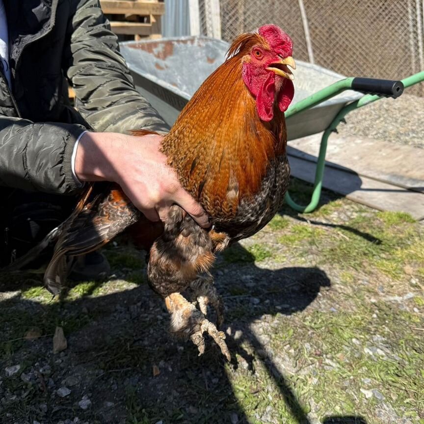 Куры несушки поррдные