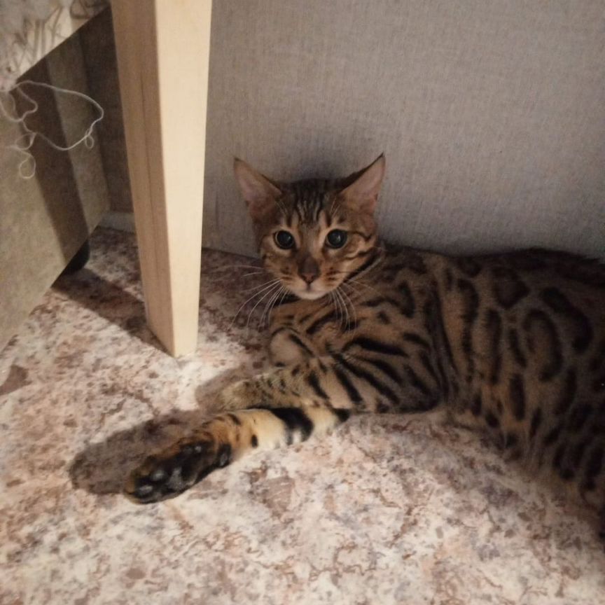 Бенгальская